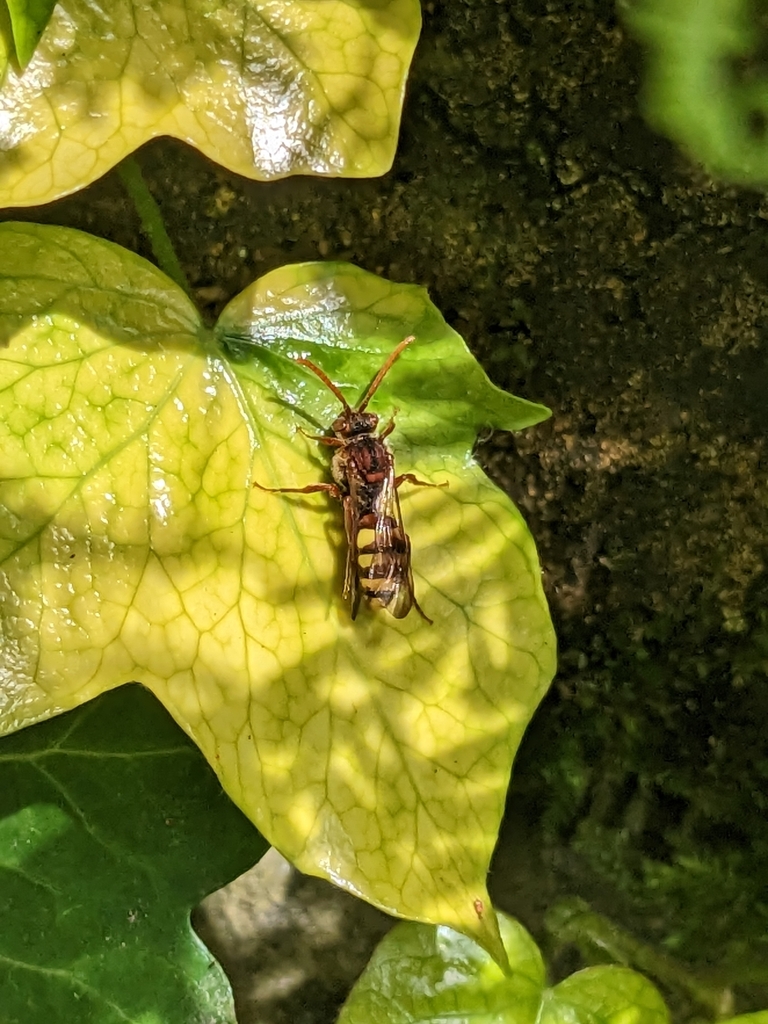 Nomad Bees from Lamesley, UK on May 14, 2023 at 12:12 PM by Freya ...