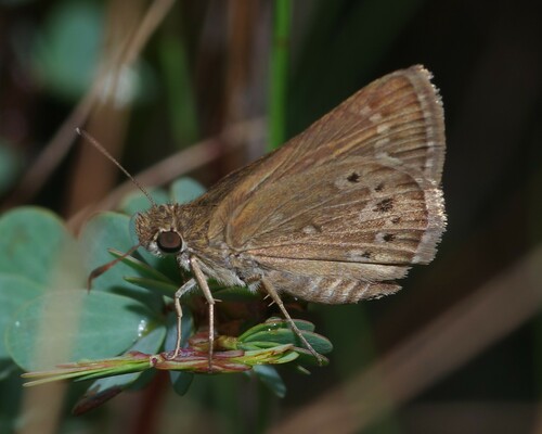 Vidius anna · NaturaLista Colombia