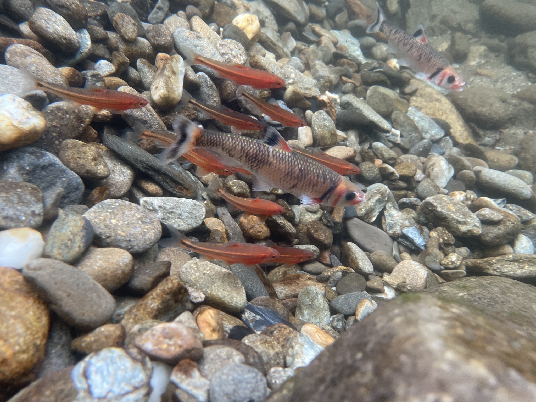 Luxilus coccogenis (Cope, 1868)