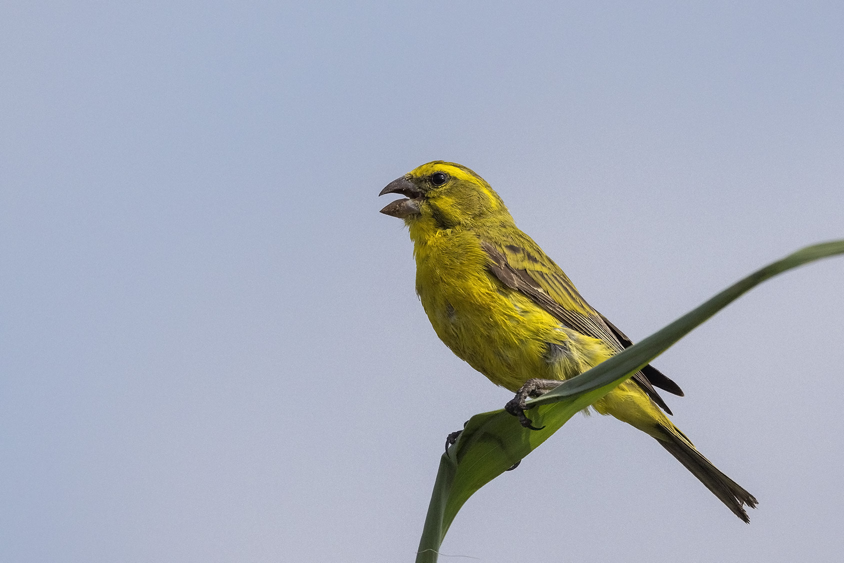 Crithagra flaviventris (J.F.Gmelin, 1789)