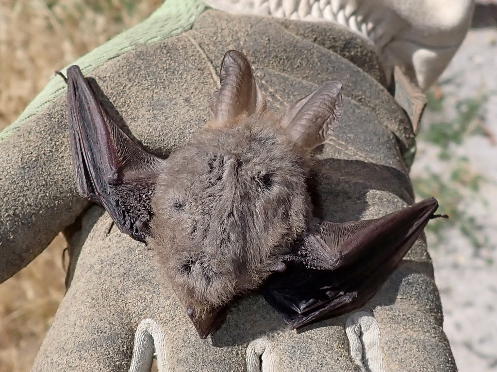 Lesser Long-eared Bat from Linton VIC 3360, Australia on January 25 ...