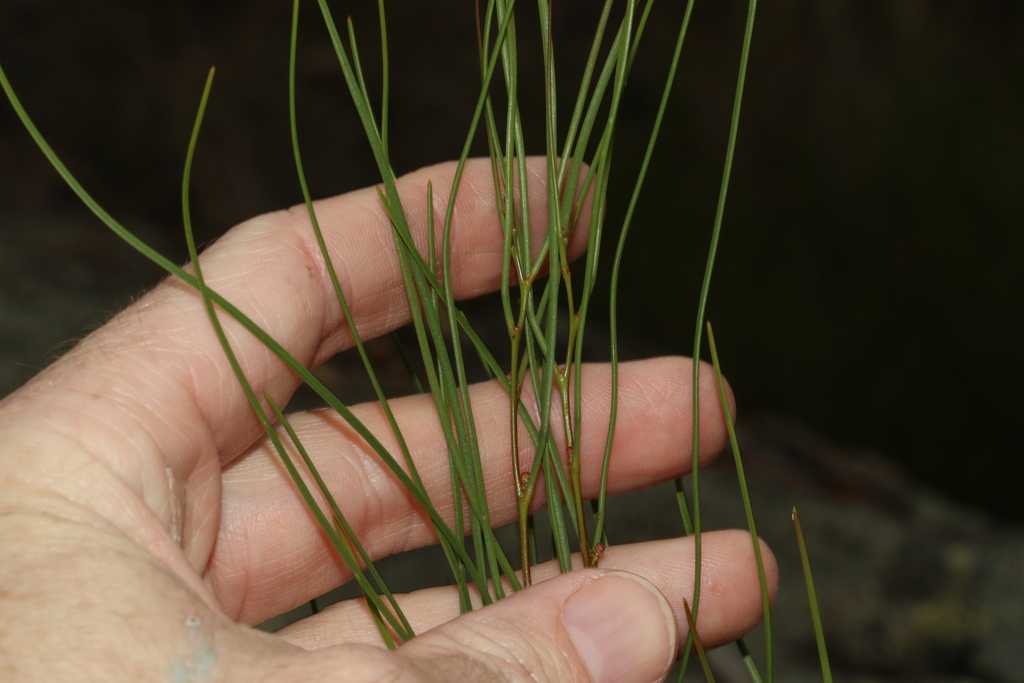 Rush-leaved Wattle from Crows Nest QLD 4355, Australia on May 14, 2023 ...