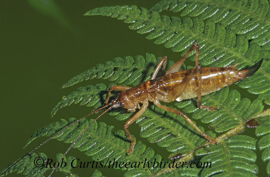 Pleminiiti from Provincia de Puntarenas, Monteverde, Costa Rica on May ...