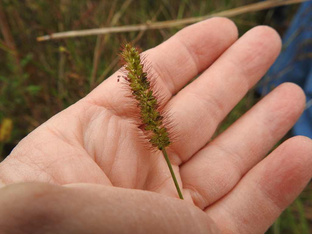 knotroot bristlegrass from Bastrop County, TX, USA on November 08, 2018 ...