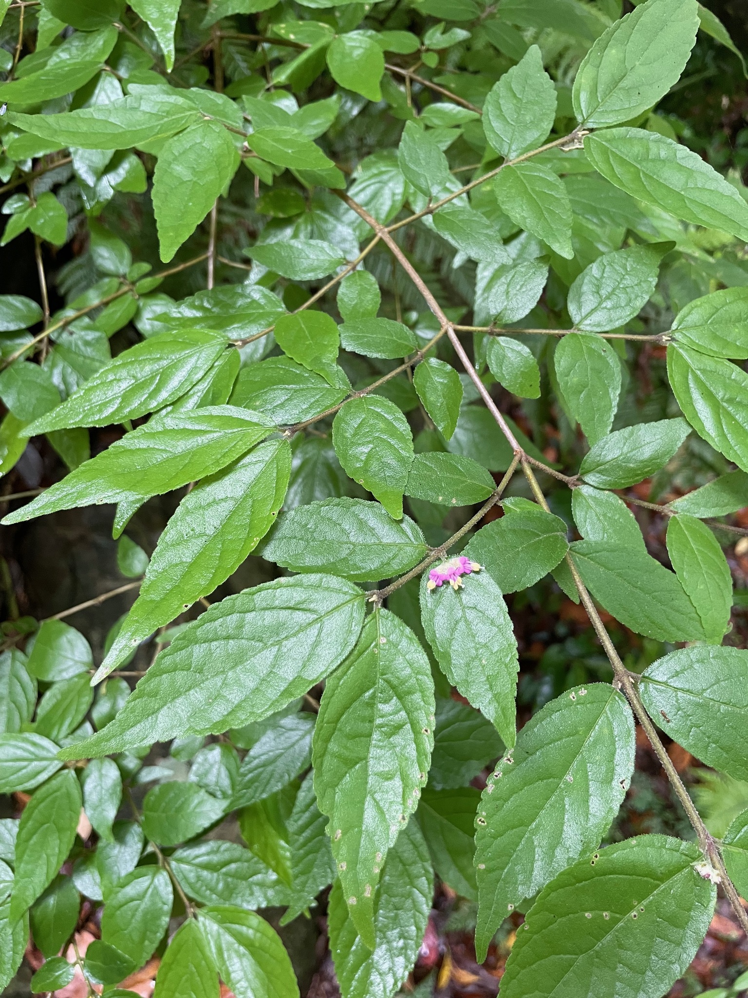 Callicarpa mollis Siebold & Zucc.