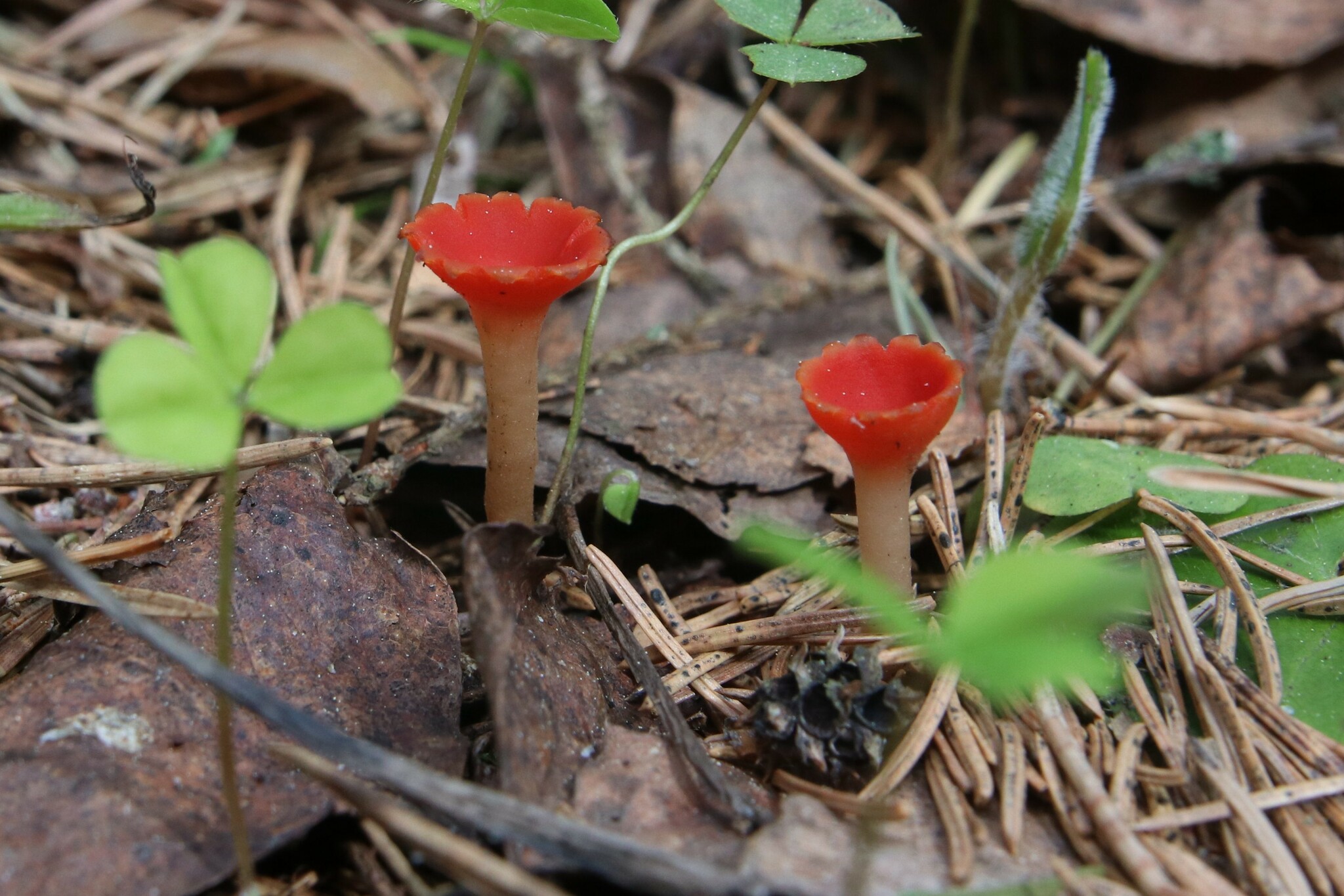 Microstoma protractum (Fr.) Kanouse