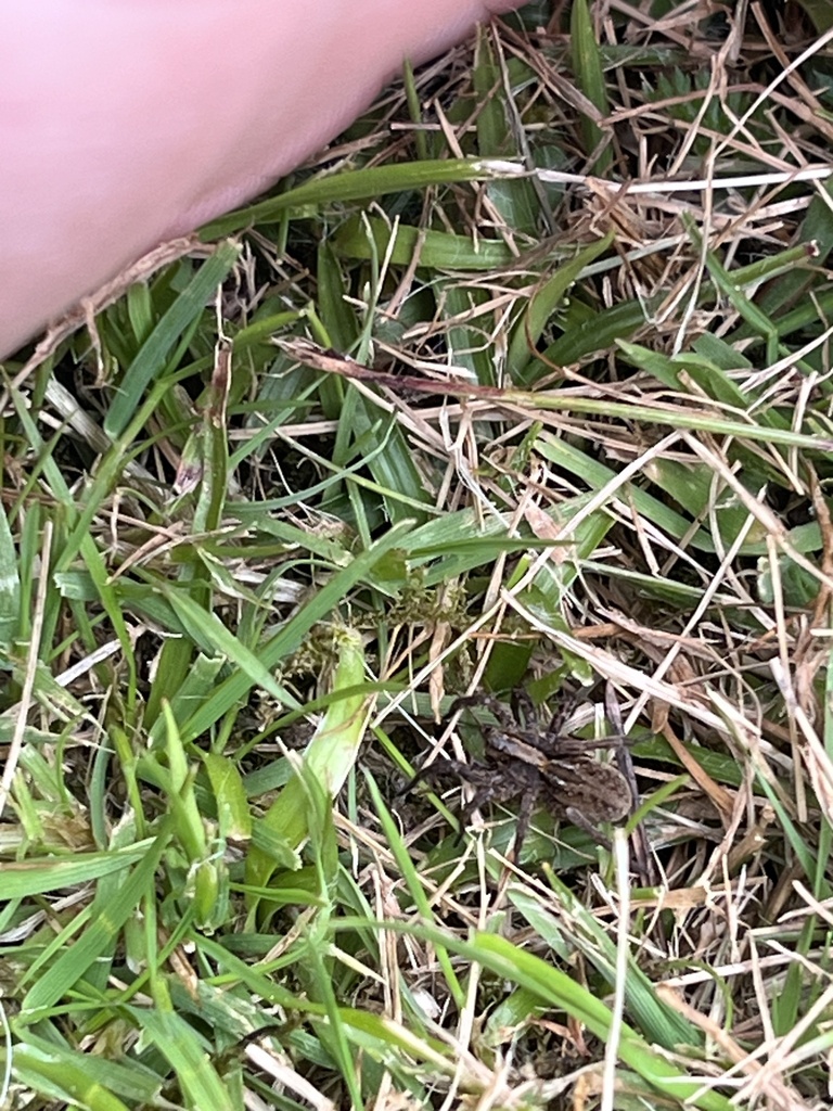 Common Fox Spider from Moorlands College, Christchurch, England, GB on ...