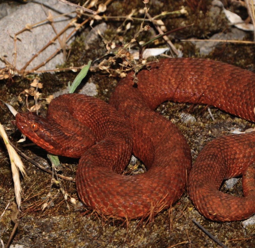 Halys Pit Viper from Bishkek, KG on June 11, 2011 at 02:23 PM by Petr ...