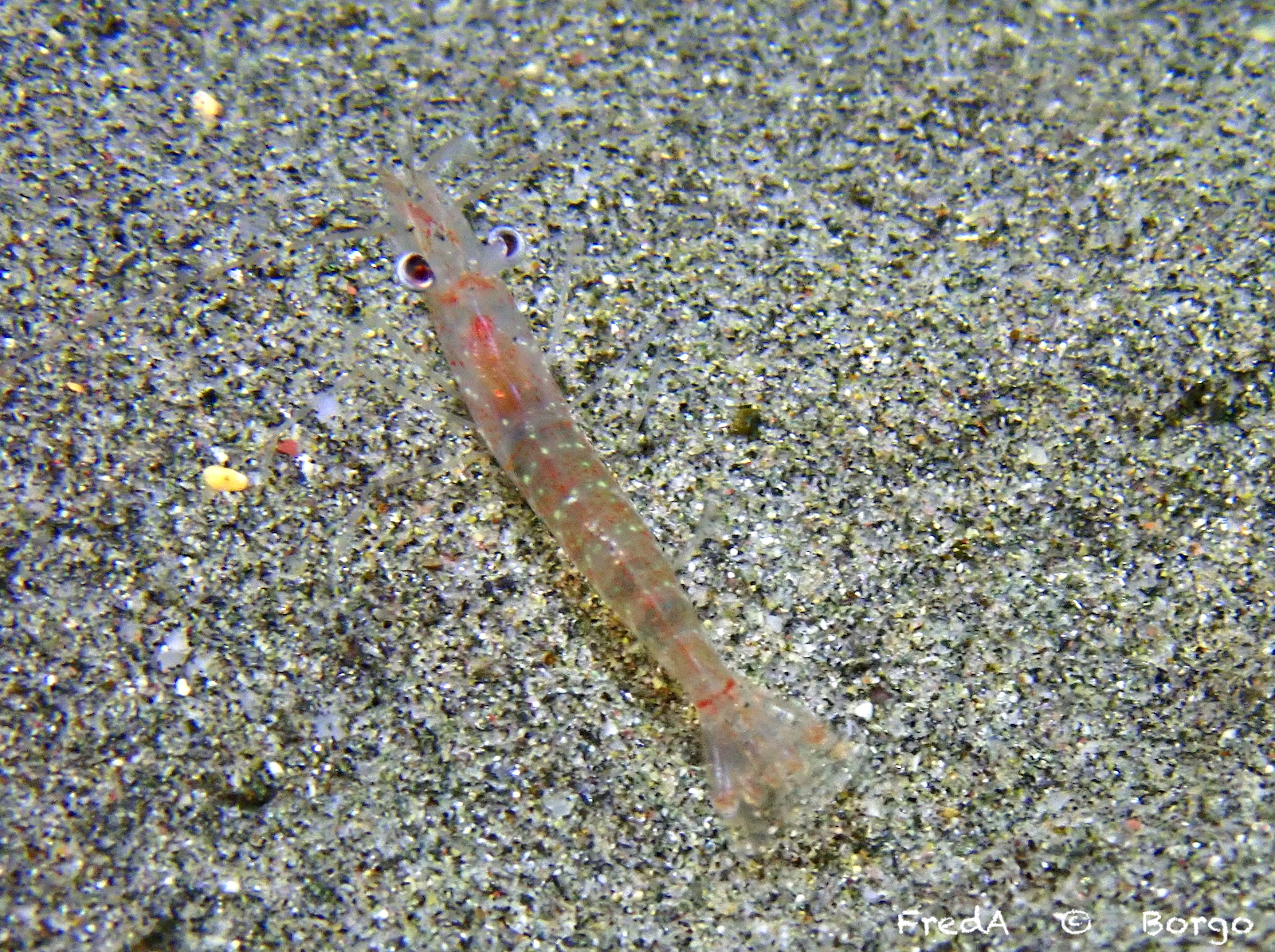 Processa modica Williamson, 1979