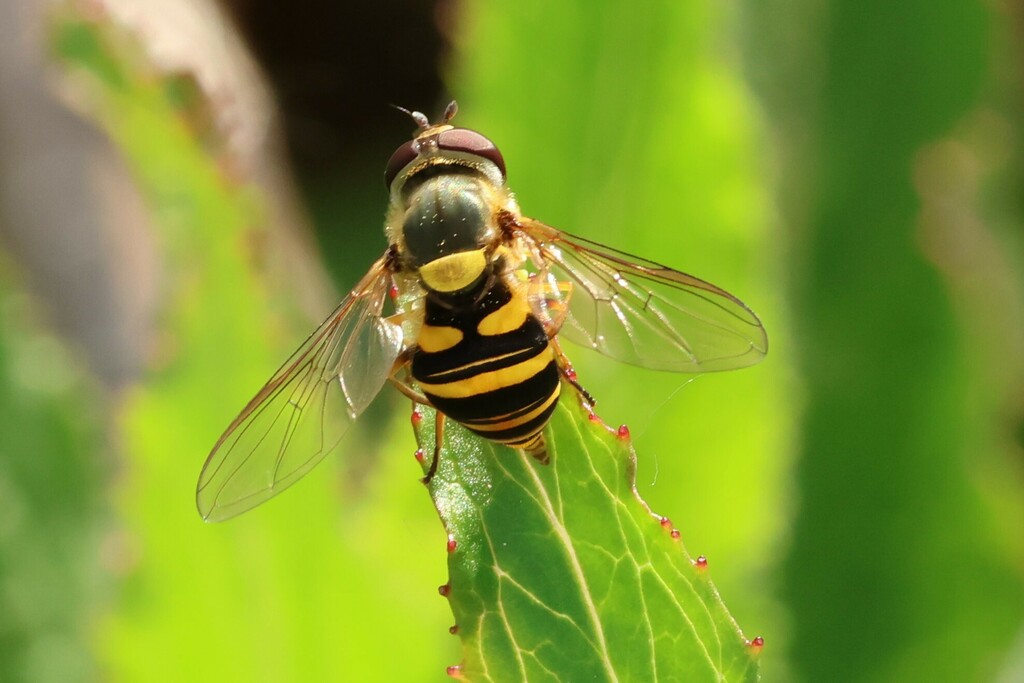 Common Flower Flies in May 2023 by mistycal · iNaturalist