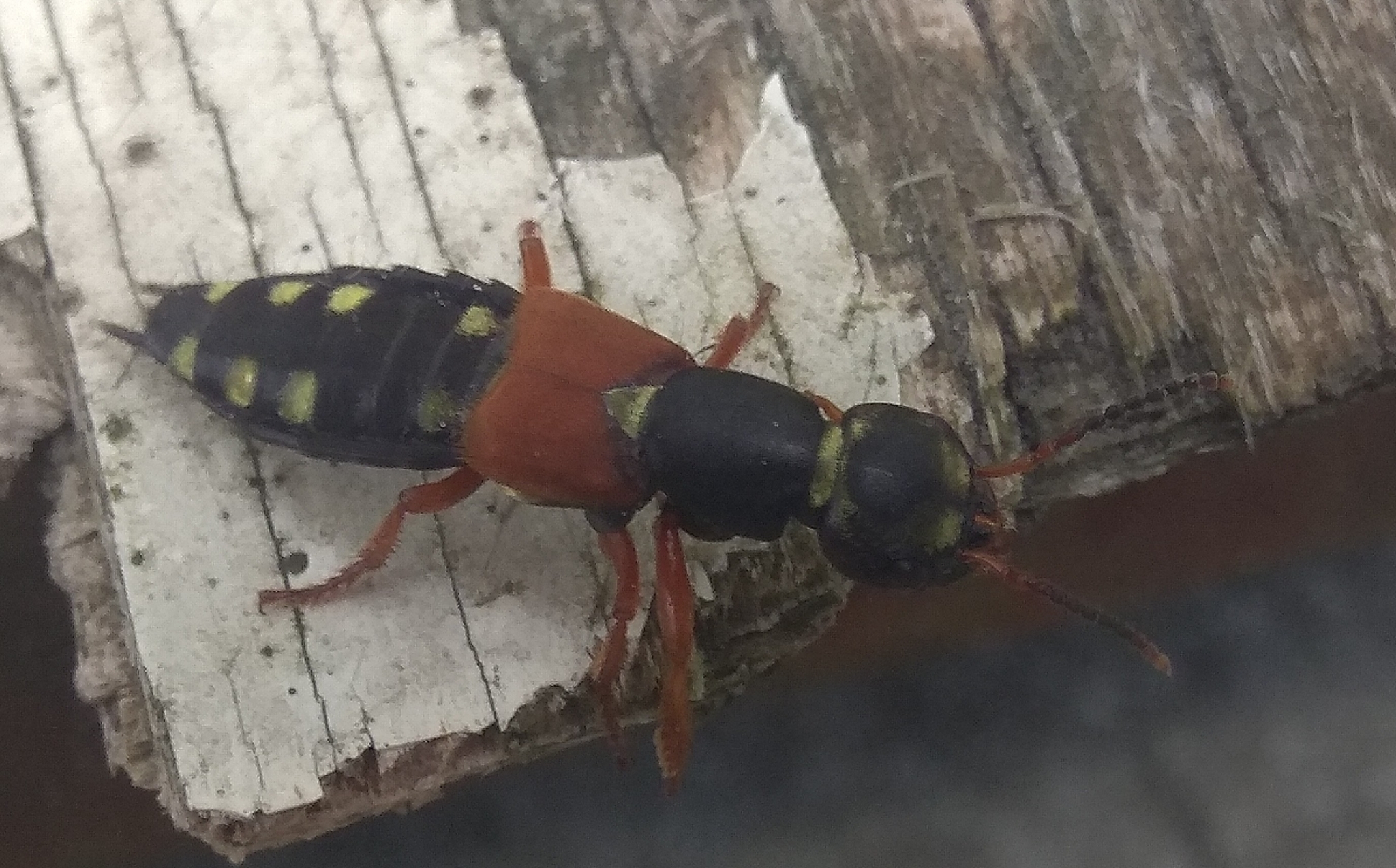 Staphylinus erythropterus Linnaeus, 1758