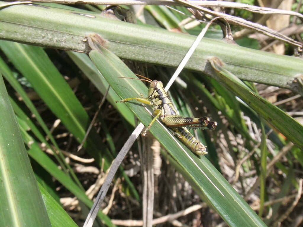 Sinopodisma aurata in March 2012 by hakkahamushi · iNaturalist