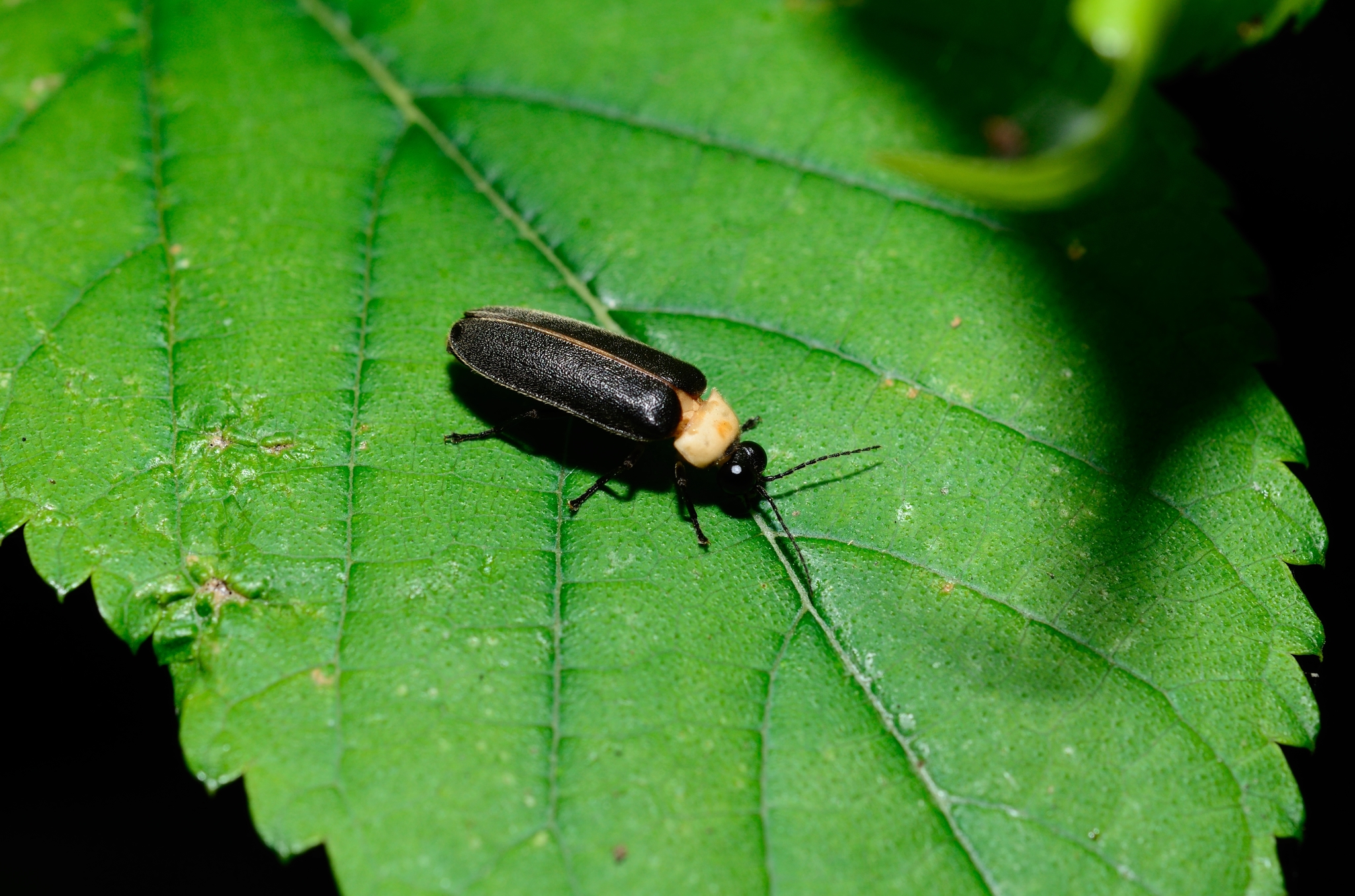 Aquatica hydrophila (Jeng, Lai & Yang, 2003)