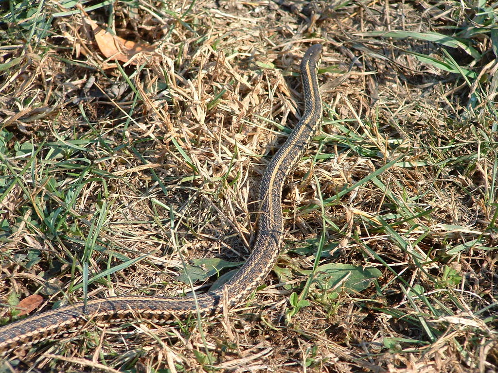 Plains Garter Snake from Washington County, NE, USA on October 31, 2005 ...
