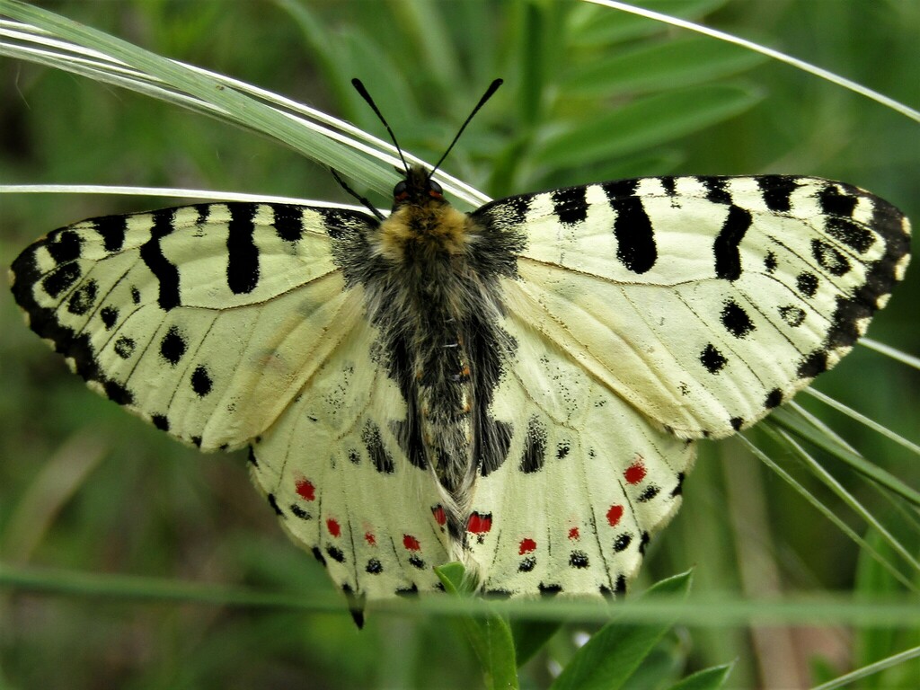 Eastern Festoon from Ниш, Србија on May 13, 2023 at 12:42 PM by sanca13 ...