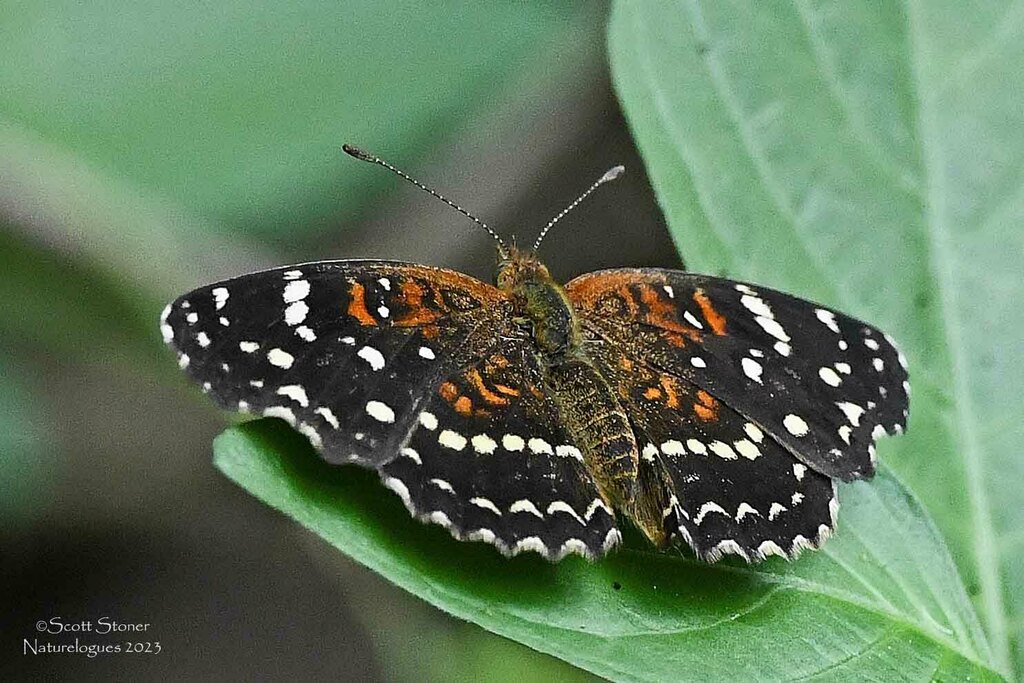Texan Crescent from 600 Sunset Dr, McAllen, TX 78503, USA on April 21 ...