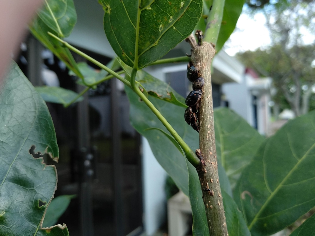 Plataspidae from Dasmariñas on October 3, 2020 at 01:35 PM by Wilhelm ...