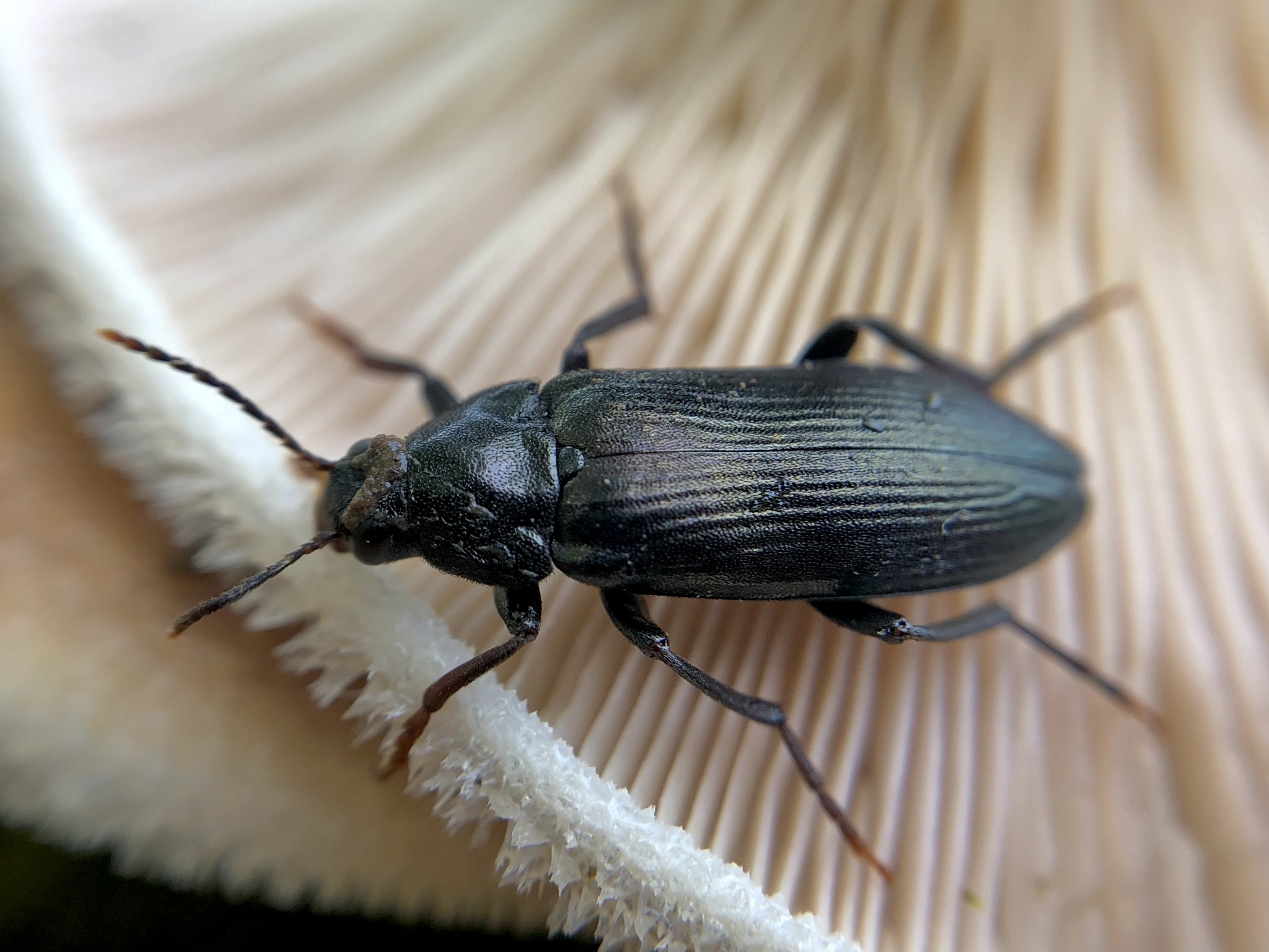 Melandrya caraboides (Linnaeus, 1760)