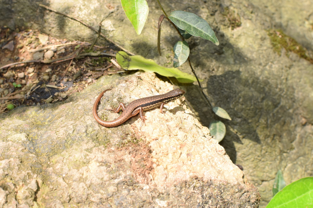 Indian Forest Skink from 中国浙江省杭州市西湖区 on May 13, 2023 at 11:33 AM by 江国彬 ...