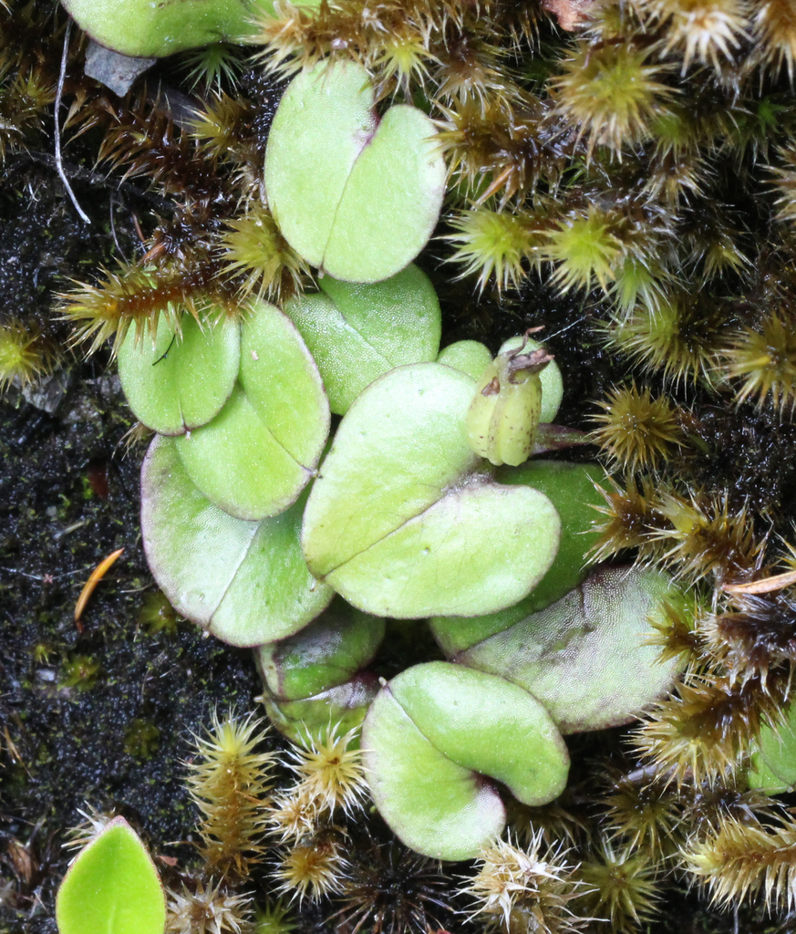 Corybas dienemus in December 2015 by Bill Campbell · iNaturalist