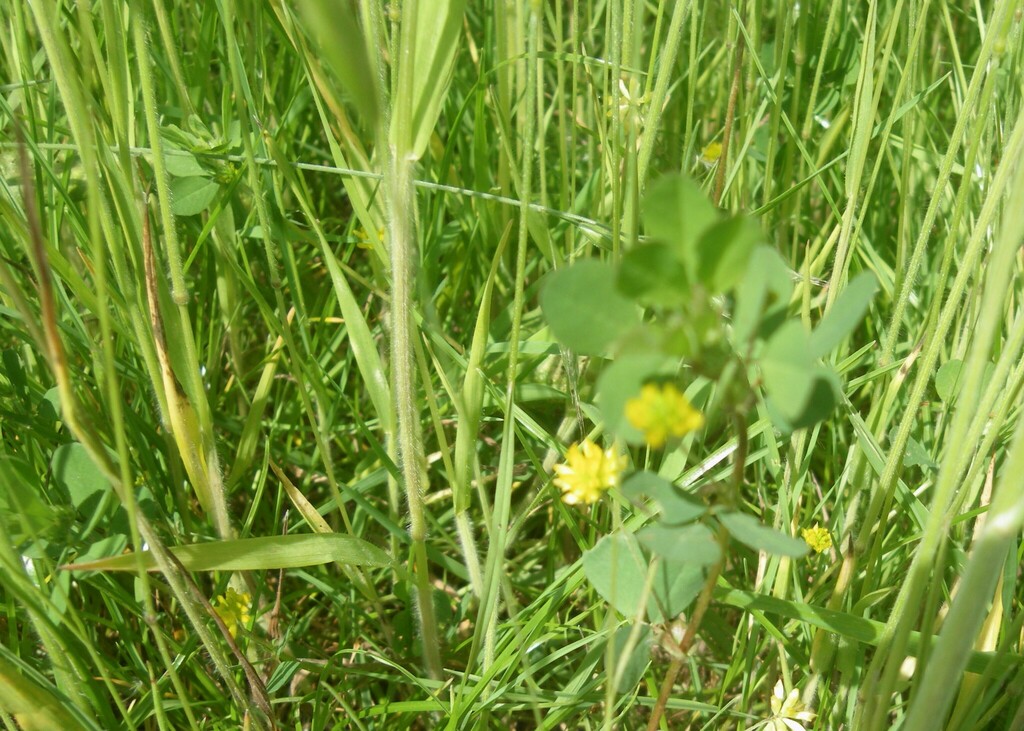 Lesser hop trefoil from Harrow, UK on May 14, 2023 at 01:39 PM by ...