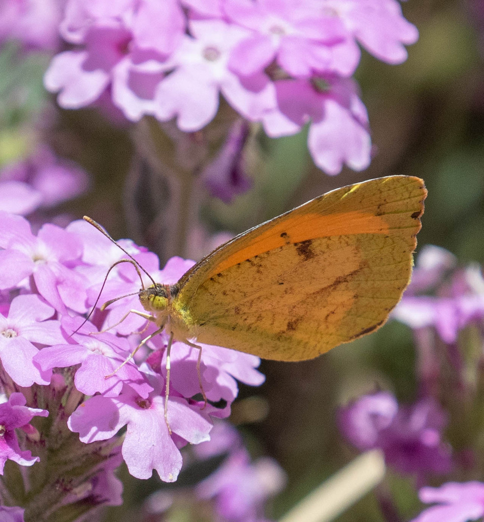 Sleepy Orange from Cochise County, AZ, USA on April 14, 2023 at 11:29 ...