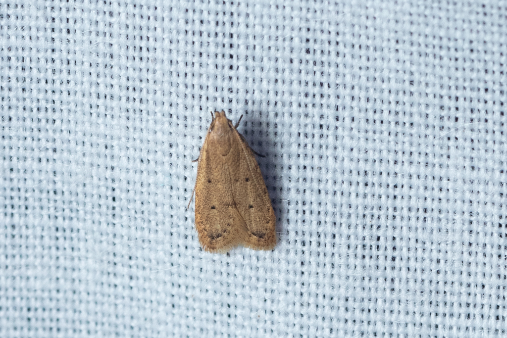 Curved-horn Moths from Lau Shui Heung on May 6, 2023 at 08:51 PM by ...