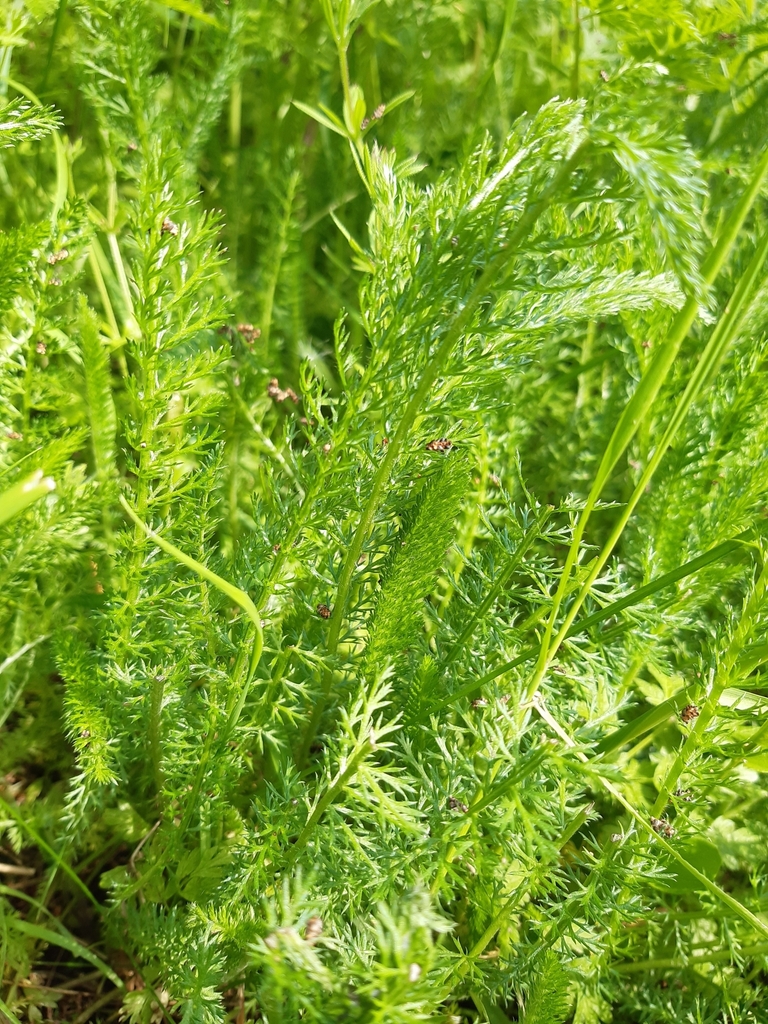 common yarrow from St Peter's Church, Pitton, Salisbury SP5 1DJ, UK on ...