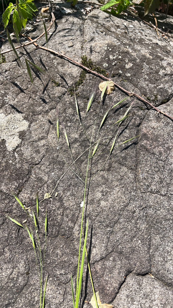Cheatgrass from Lititz on May 14, 2023 at 11:20 AM by smartinbiologist ...