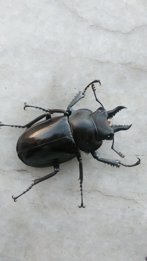 Lucaninae from Limbugaon, Darjeeling, WB, IN on September 1, 2018 at 07 ...