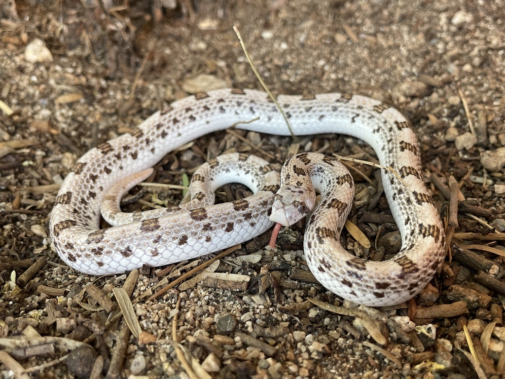 Western Leaf-nosed Snake in May 2023 by Courtney Christie · iNaturalist