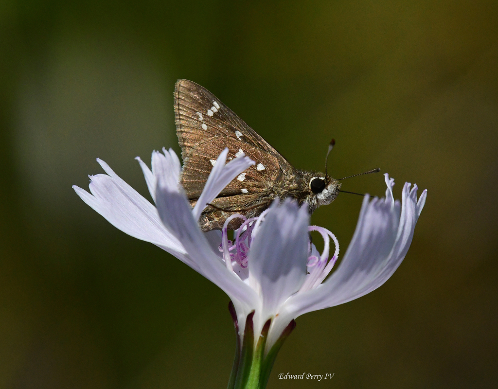 Loammi Skipper in May 2023 by Edward Perry IV · iNaturalist