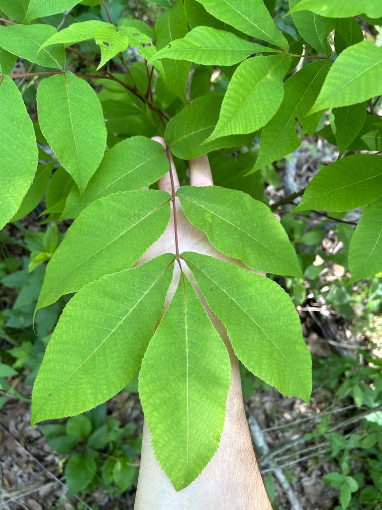 red hickory in May 2023 by Zach Skubiszewski · iNaturalist