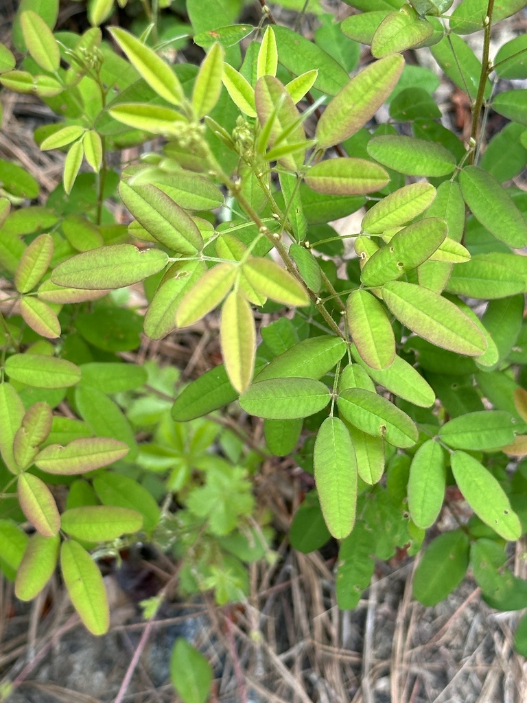 slender bush clover from Mattaponi, Shacklefords, VA, US on May 13 ...