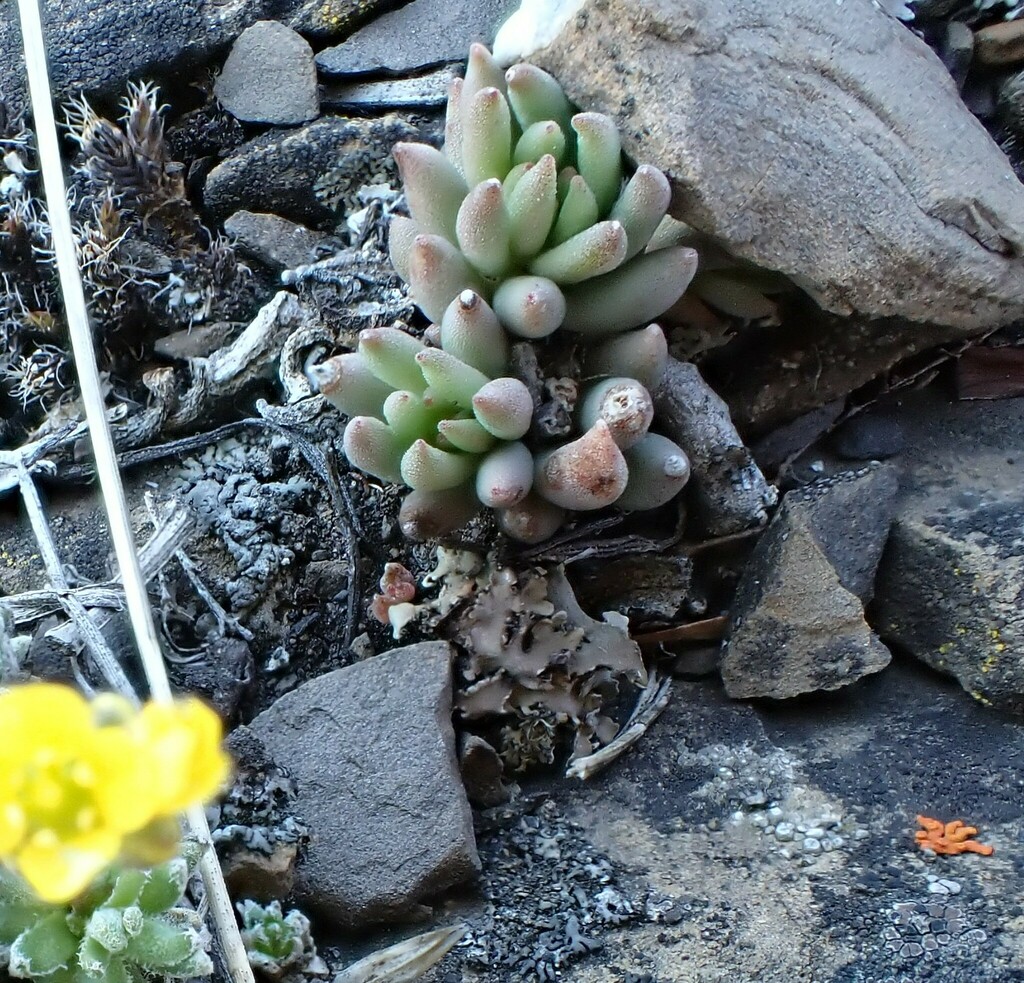 stonecrops from Kananaskis, AB T0L, Canada on May 13, 2023 at 01:13 PM ...