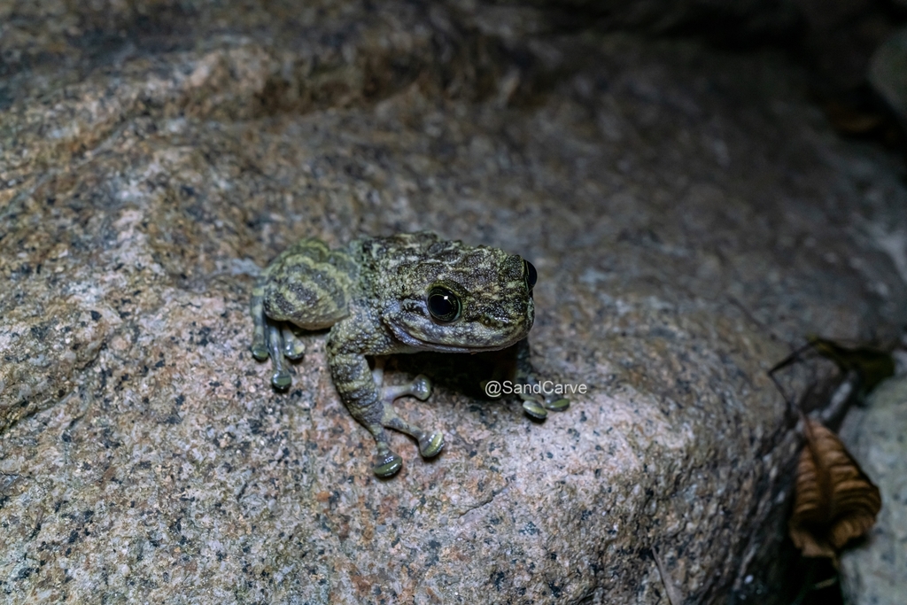 Hainan Torrent Frog in April 2023 by sandcarve · iNaturalist