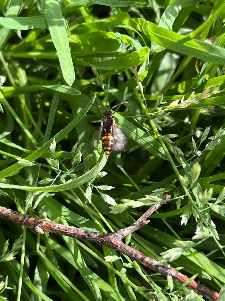 Nomad Bees from Ravenscourt Park, London, England, GB on May 14, 2023 ...