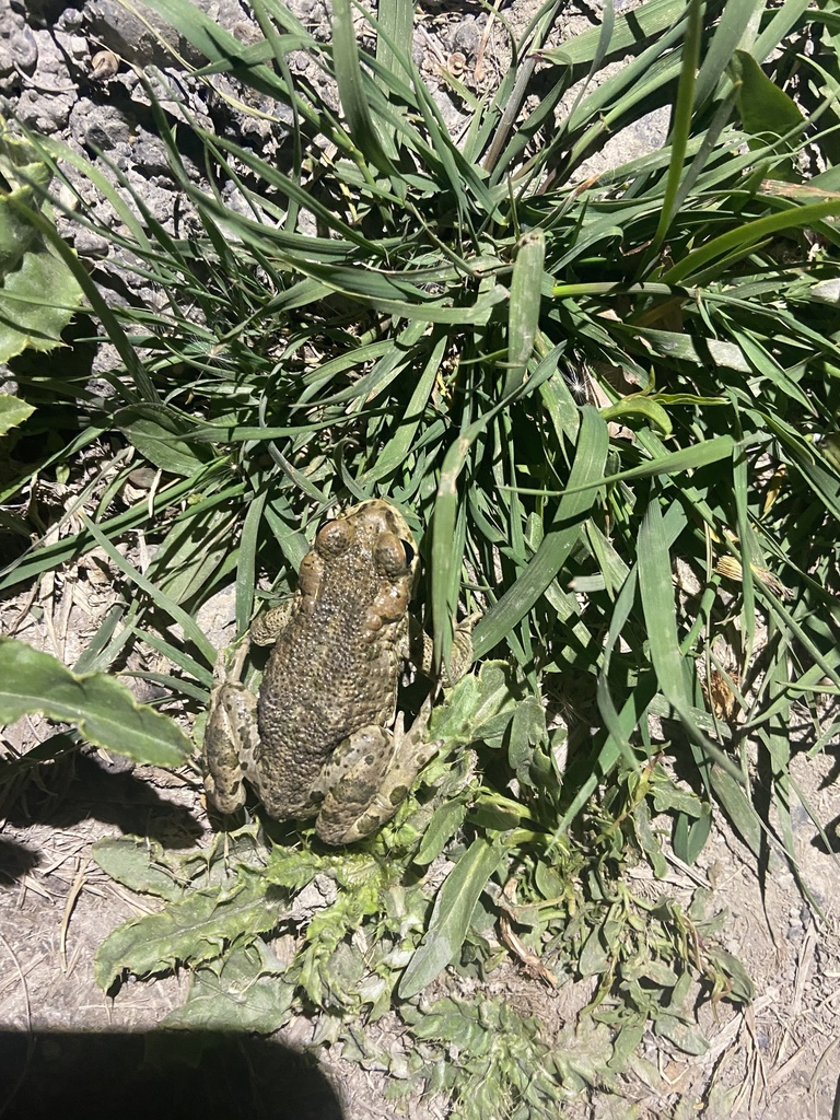 Himalayan Toad from Spiti, Lahaul And Spiti, HP, IN on May 14, 2023 at ...