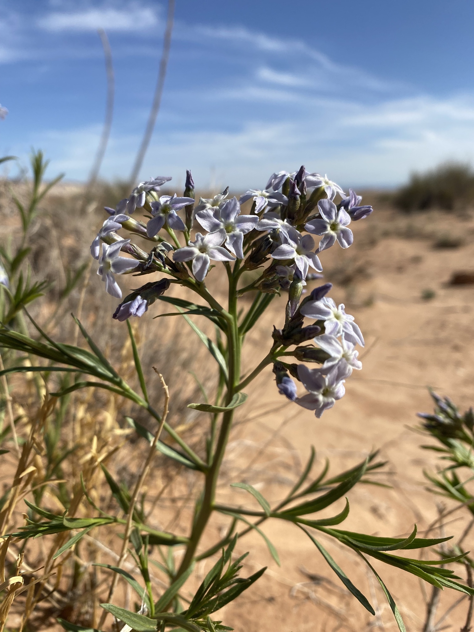 Amsonia tomentosa var. stenophylla Kearney & Peebles