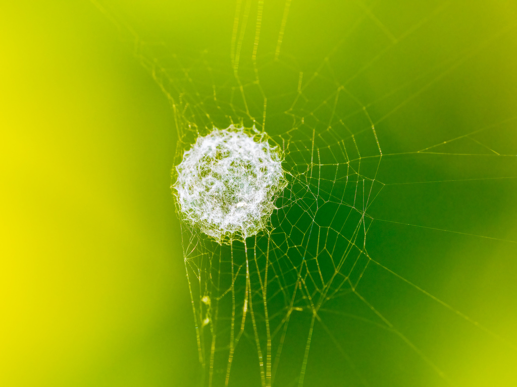 lined orbweaver from Pleasure house Point NA, Northwest, Virginia Beach ...
