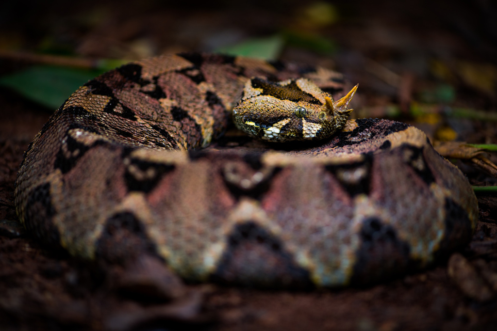 Rhinoceros Viper in November 2022 by rawphael. Adult Female · iNaturalist