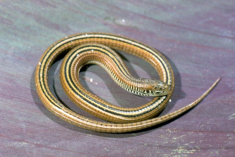 Ellen's Whip Lizard in March 2002 by Roberto Sindaco. Published in ...