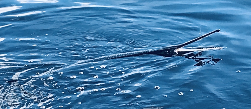 Longnose Gar from Saint Johns River, Satsuma, FL, US on November 08 ...