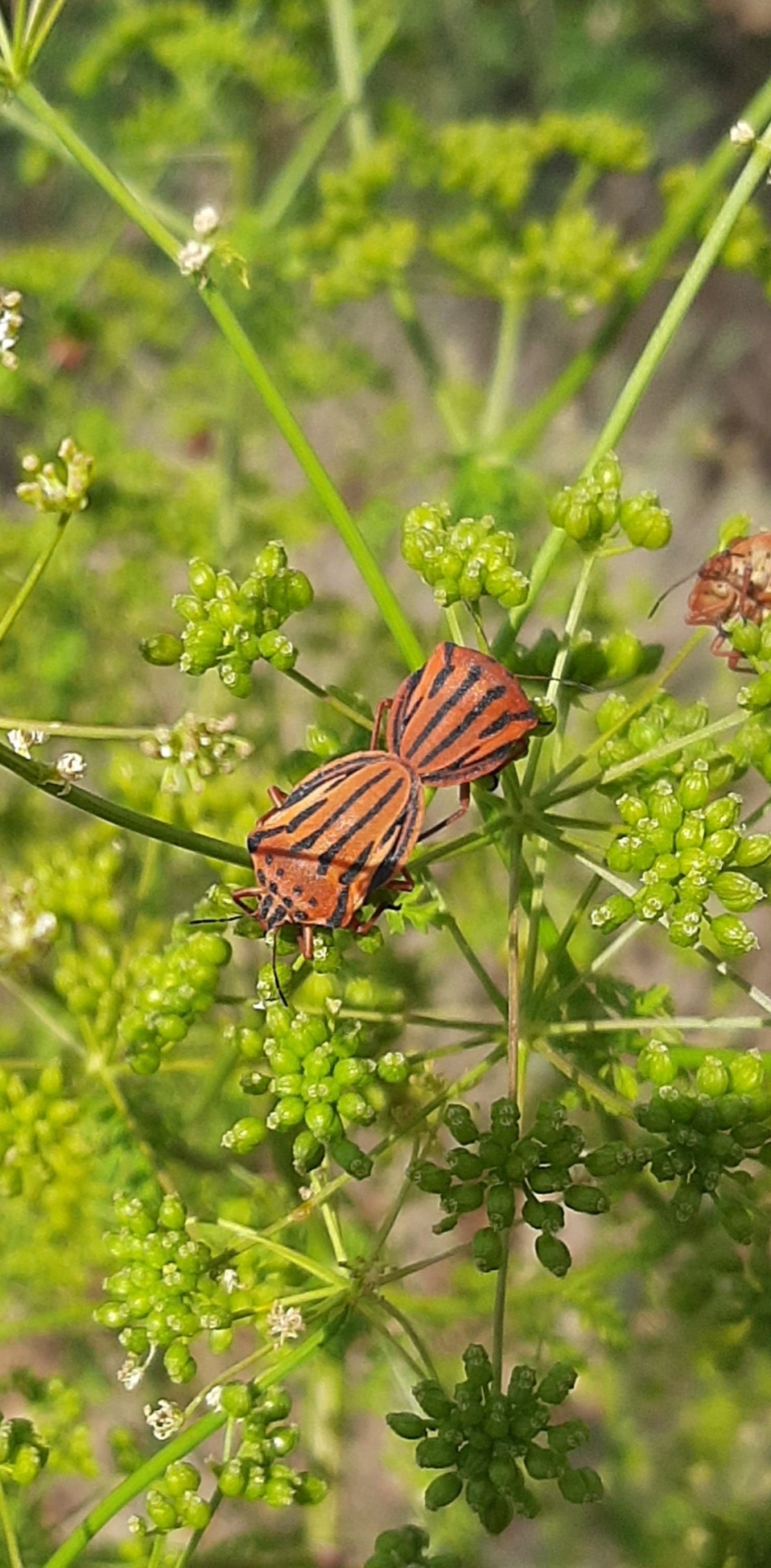 Graphosoma semipunctatum (Fabricius, 1775)