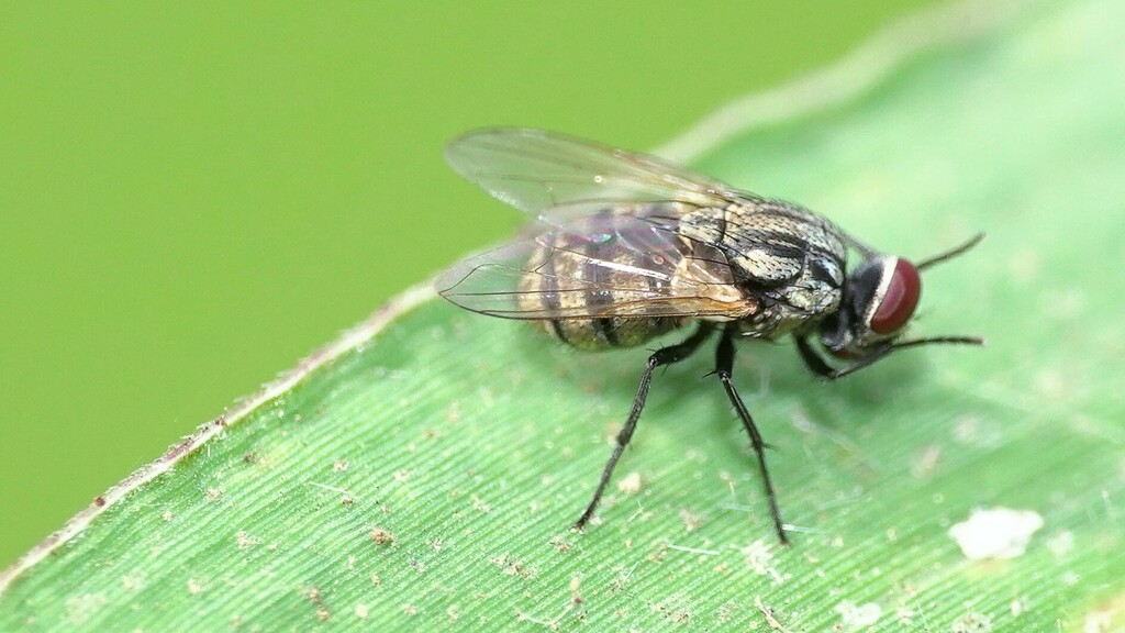 Musca from Goregaon, Mumbai, Maharashtra, India on April 24, 2023 at 09 ...