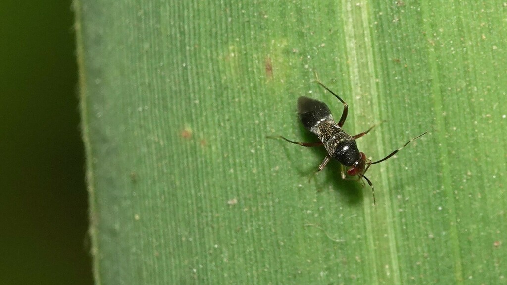 Pilophorus typicus from Goregaon, Mumbai, Maharashtra, India on April ...