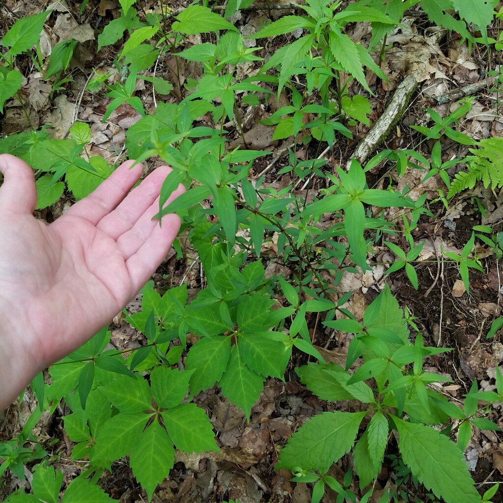 Purple Bedstraw from Blood Mountain, Union County, GA, USA on May 13 ...
