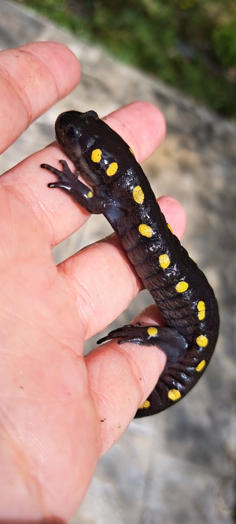 Spotted Salamander from Stoke, QC J0B 3G0, Canada on May 14, 2023 at 12 ...