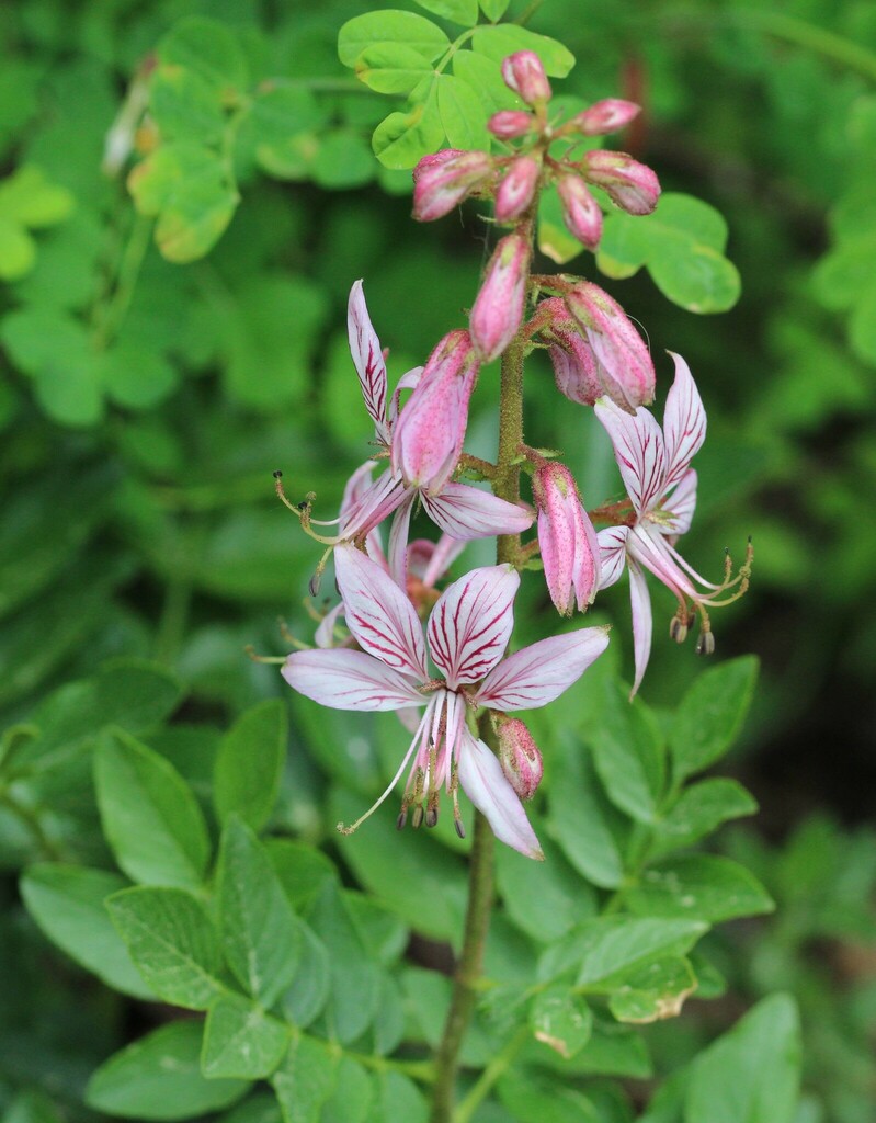 white dittany from Triest, Italien on May 09, 2023 by little_mud_fish ...