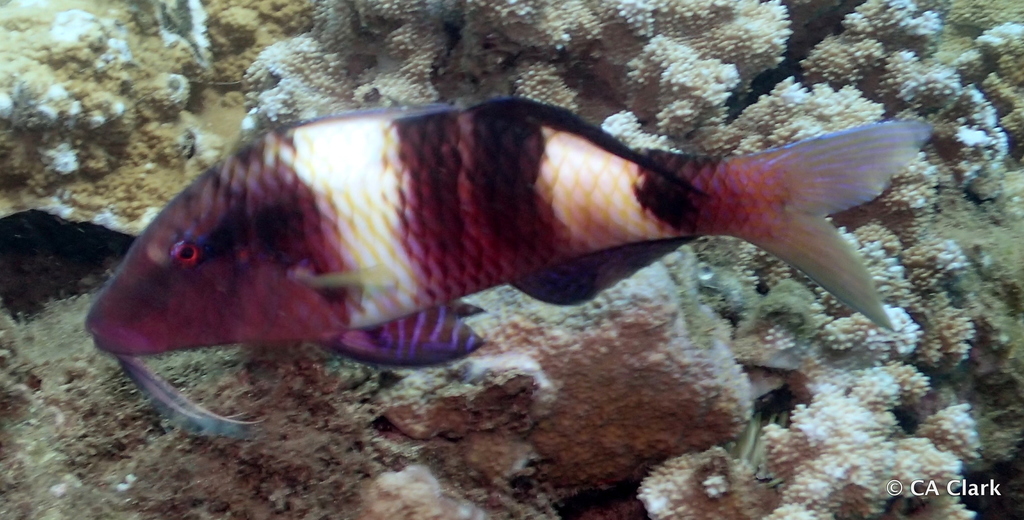 Goatfishes (Mullidae) - Marine Life Identification
